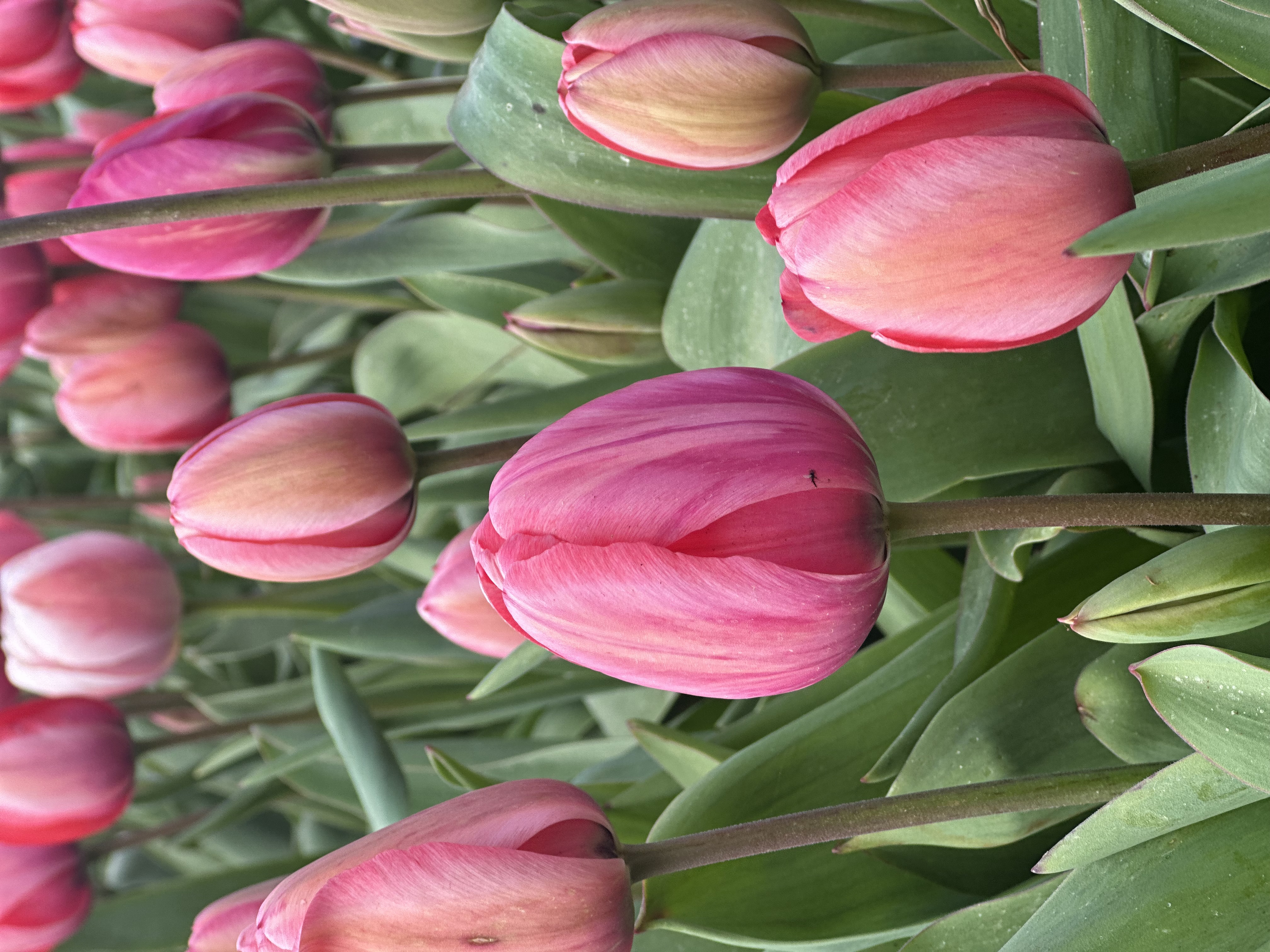 Tulip flower power comes early | Tasmanian Country Newspaper