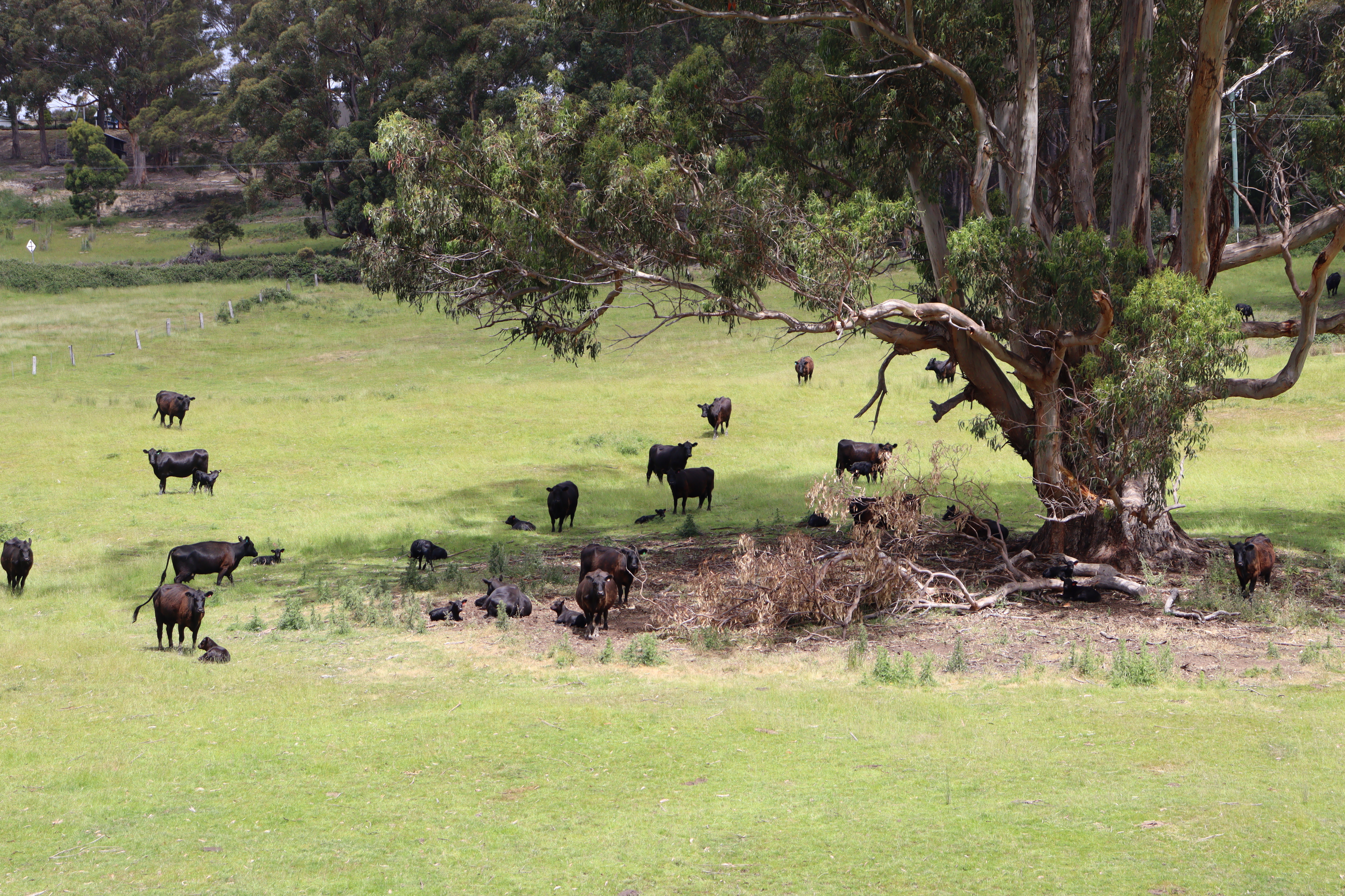 Natures way the only way for meat producer | Tasmanian Country Newspaper